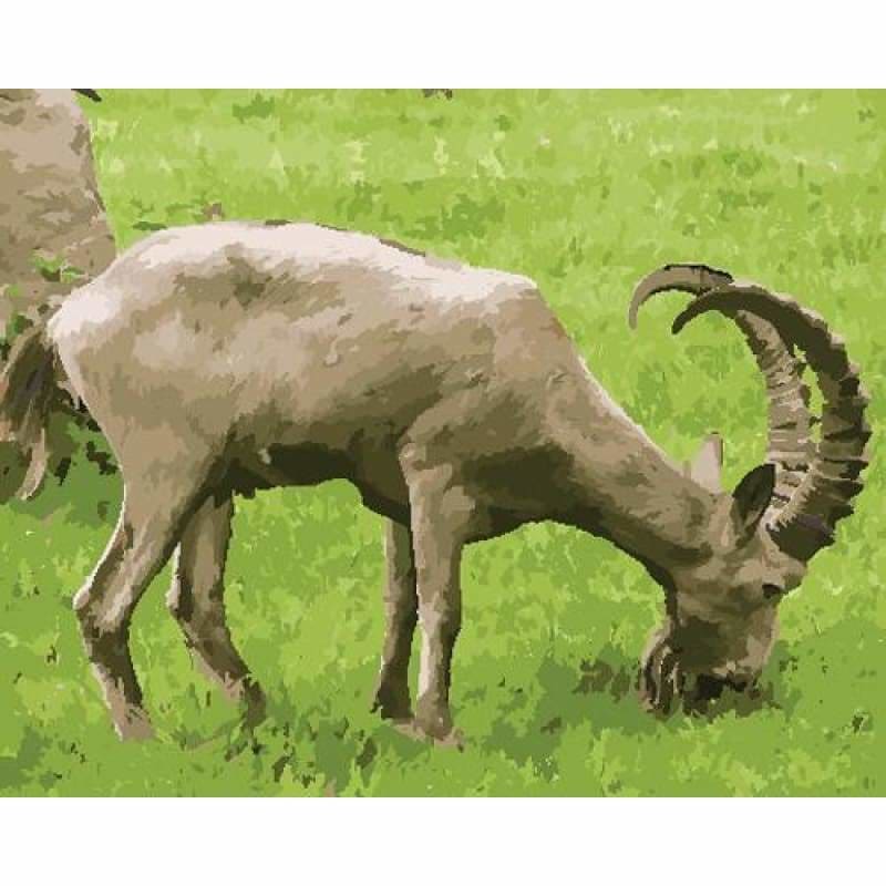 Goat Diy Paint By Numbers Kits ZXB767 – Australia Paint By Numbers